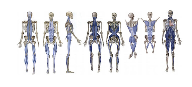 Connective Tissue Stretching: What It Is and How To Do It - Valley ...