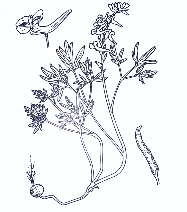 The Corydalis Plant: Yanhusuo - Valley Health Clinic
